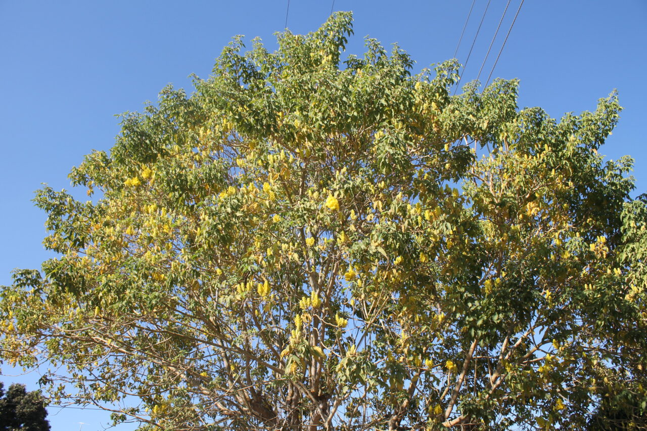 Puy – Catálogo de Biodiversidad de Cartagena
