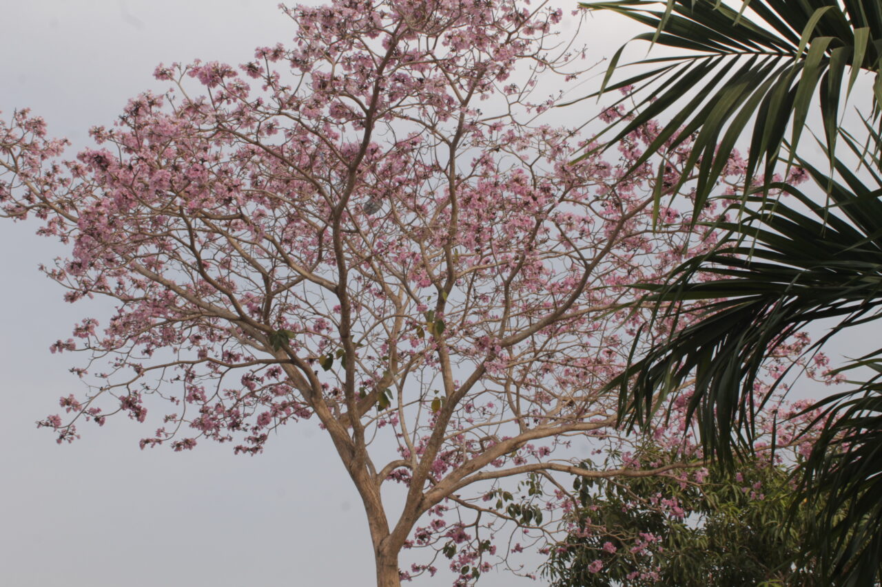 Roble morado – Catálogo de Biodiversidad de Cartagena