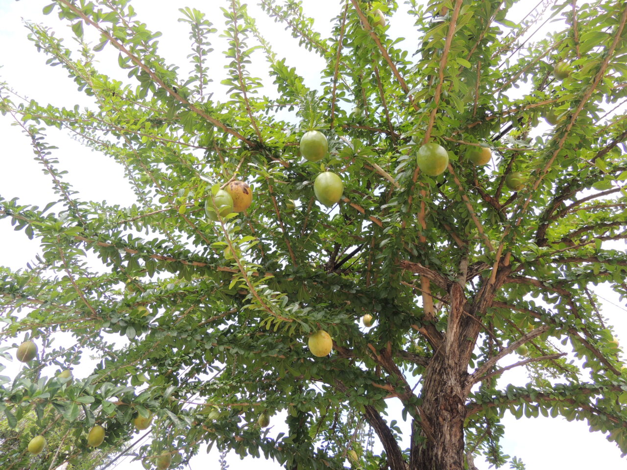 Totumo – Catálogo de Biodiversidad de Cartagena