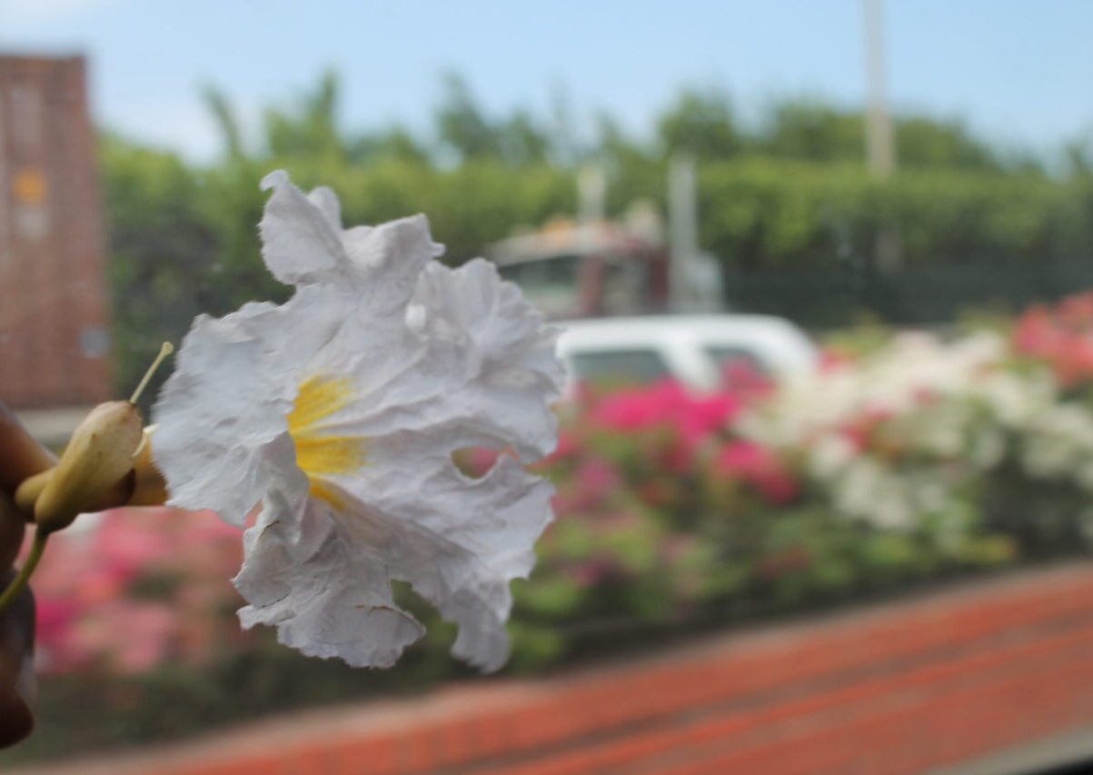 Roble blanco – Catálogo de Biodiversidad de Cartagena