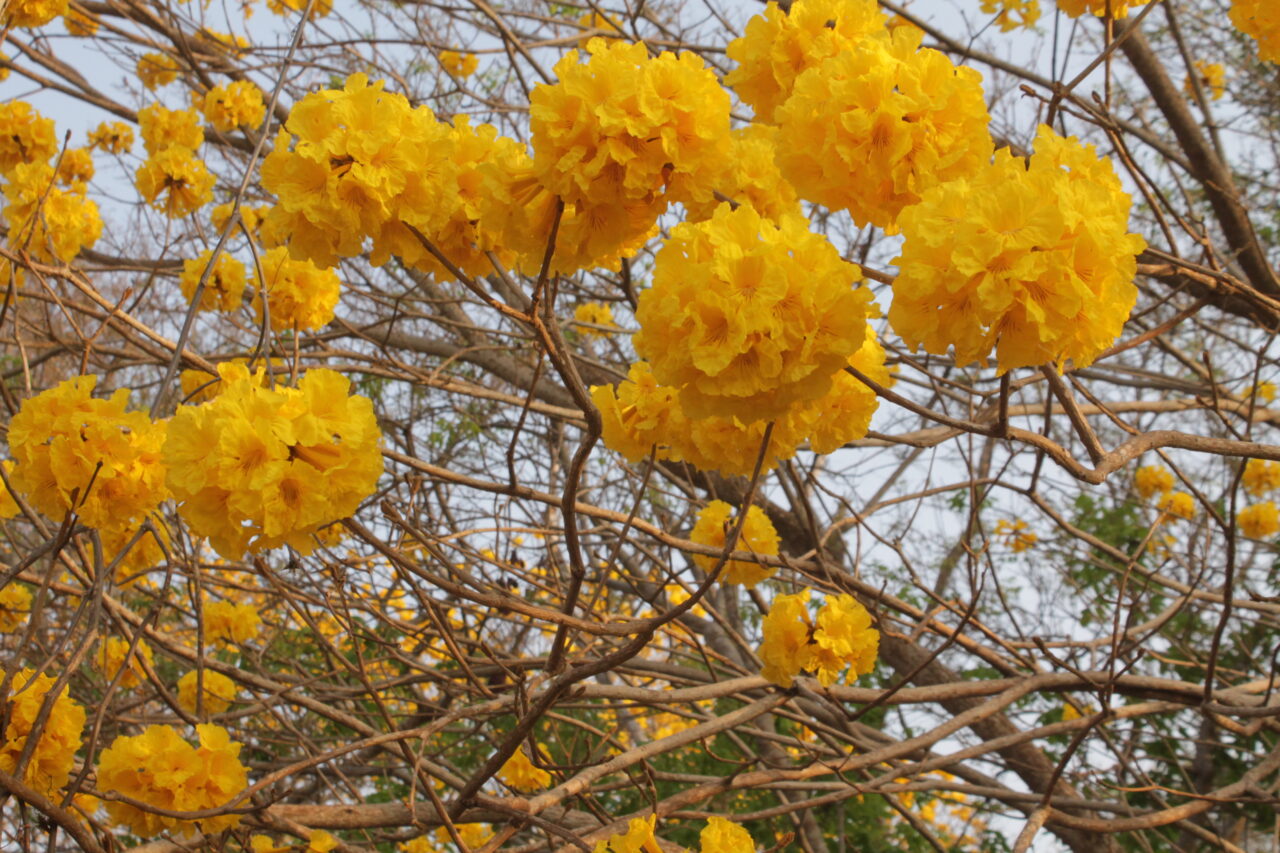 Cañaguate – Catálogo de Biodiversidad de Cartagena