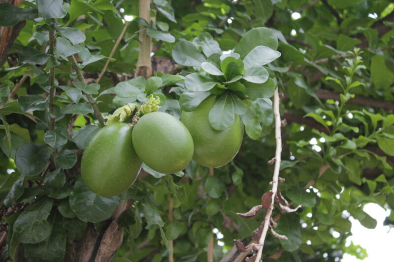 Totumo – Catálogo de Biodiversidad de Cartagena