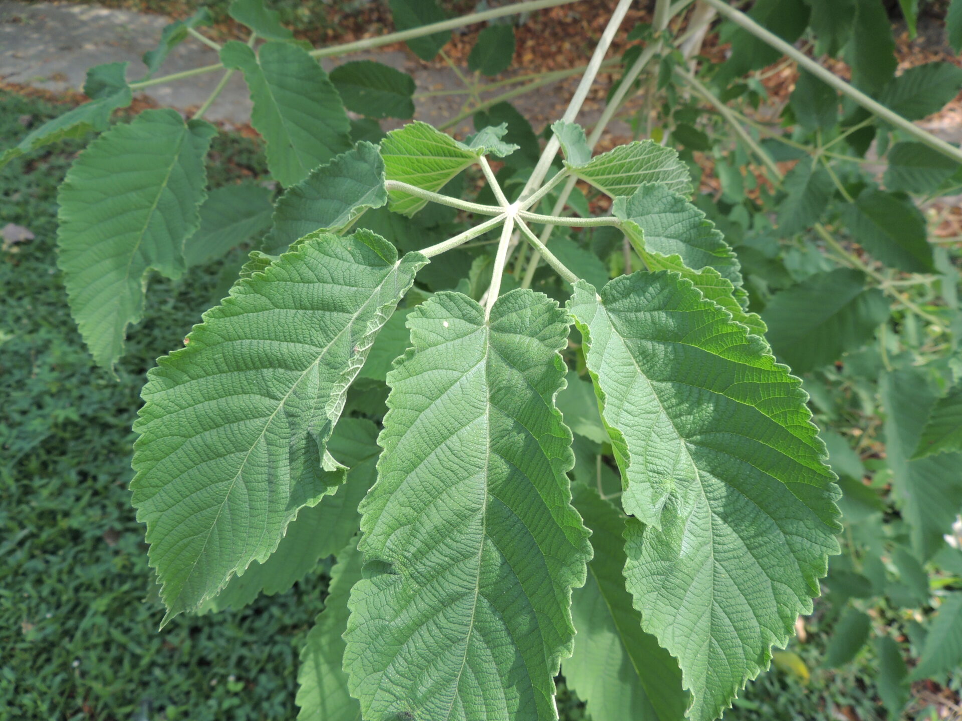 Puy – Catálogo de Biodiversidad de Cartagena