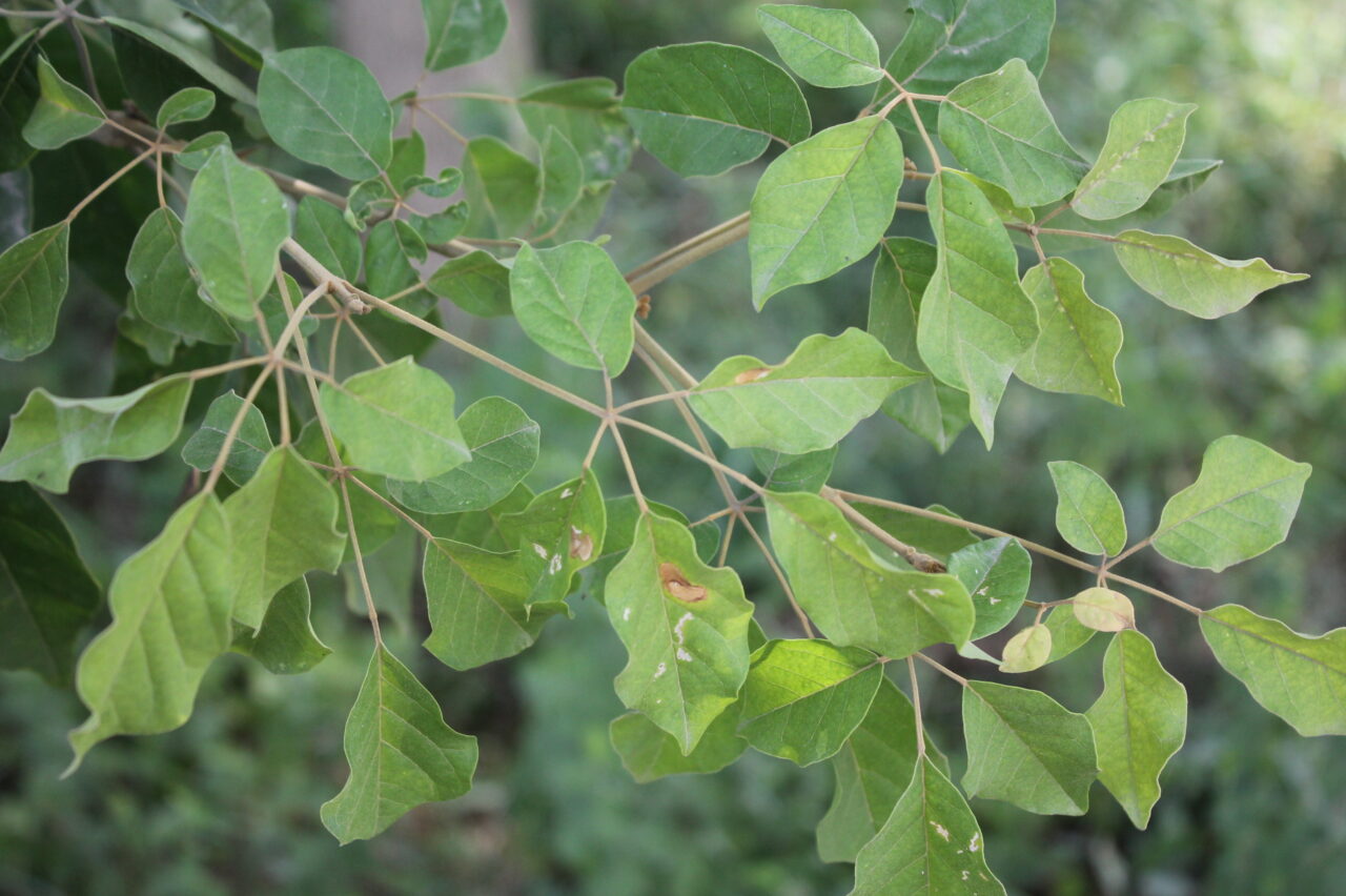 Polvillo – Catálogo de Biodiversidad de Cartagena