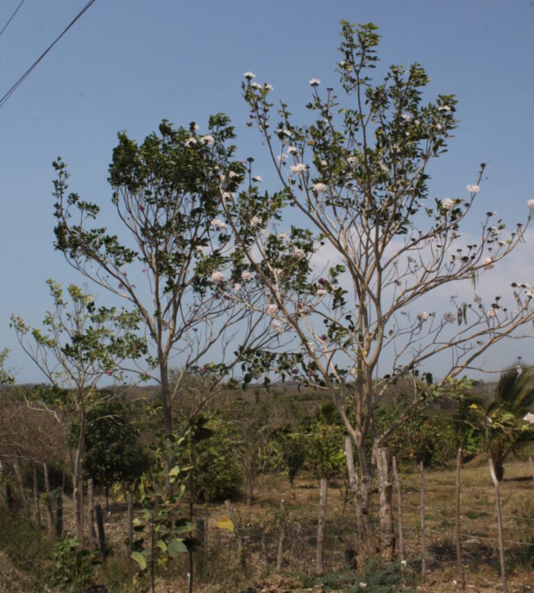 Roble blanco – Catálogo de Biodiversidad de Cartagena
