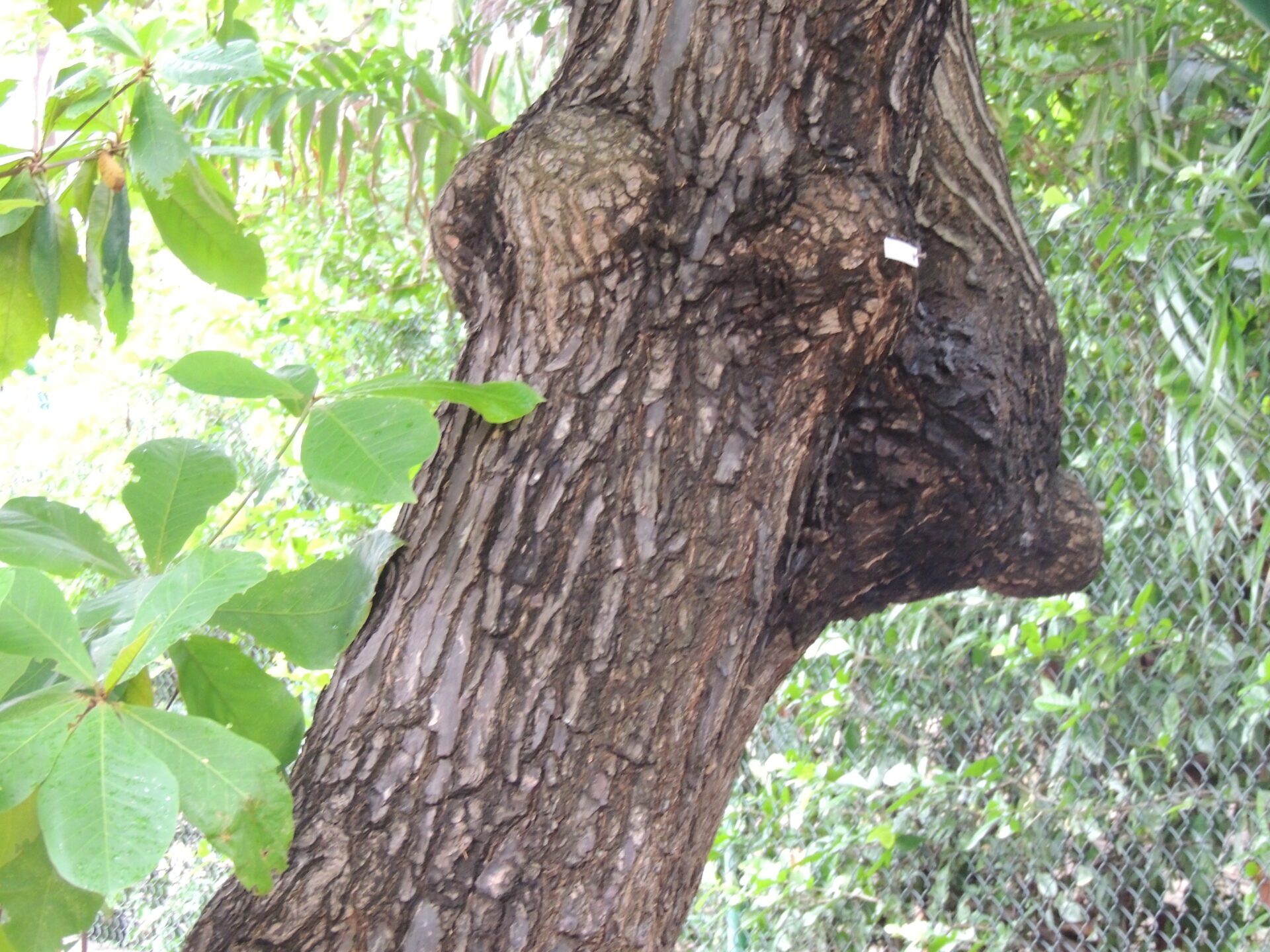 Almendro – Catálogo de Biodiversidad de Cartagena