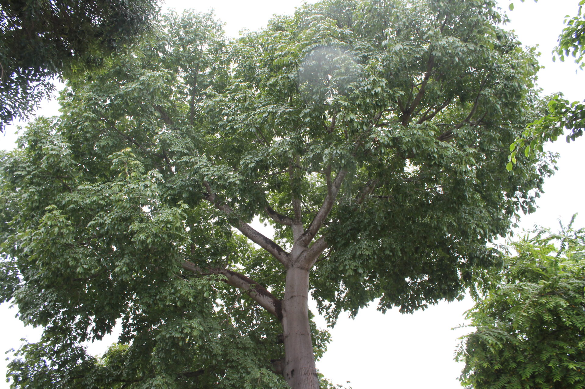 Ceiba bonga – Catálogo de Biodiversidad de Cartagena