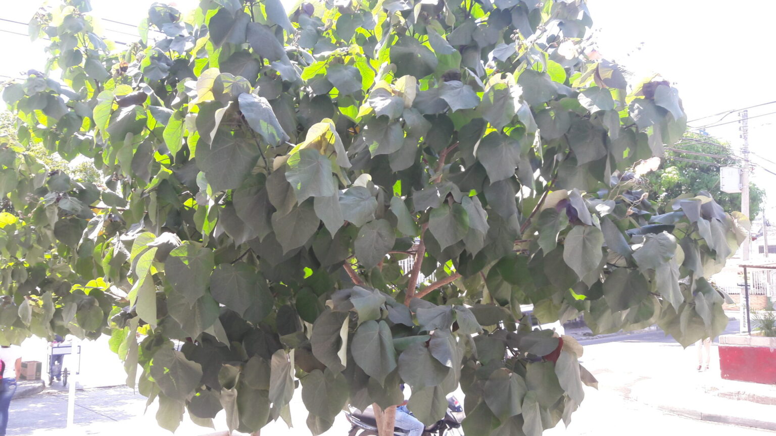 Majagua – Catálogo de Biodiversidad de Cartagena