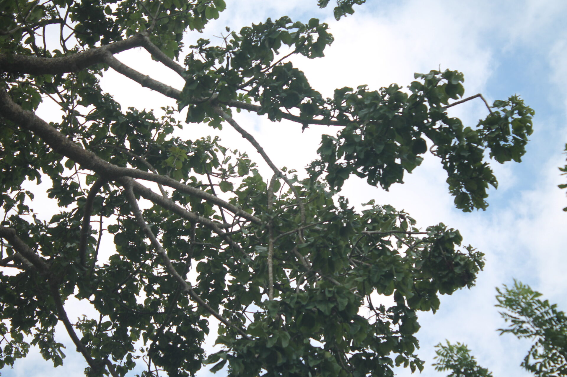 Macondo – Catálogo de Biodiversidad de Cartagena