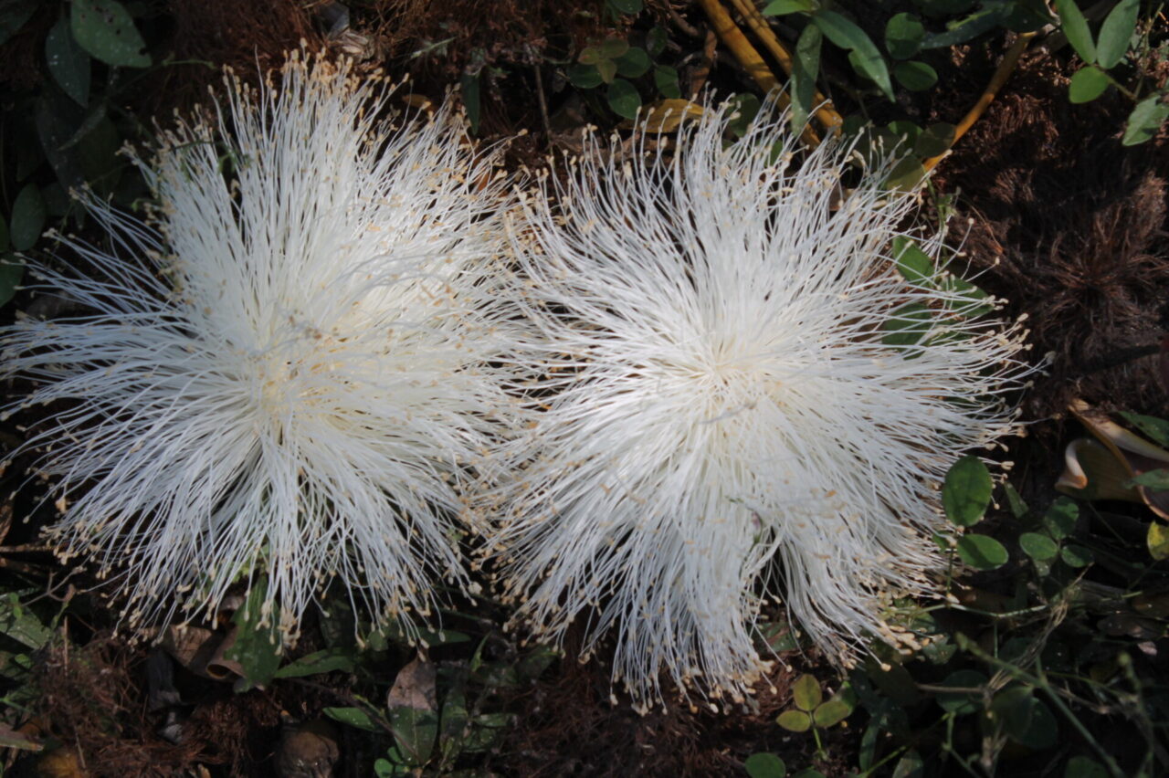 Bonga majagua – Catálogo de Biodiversidad de Cartagena