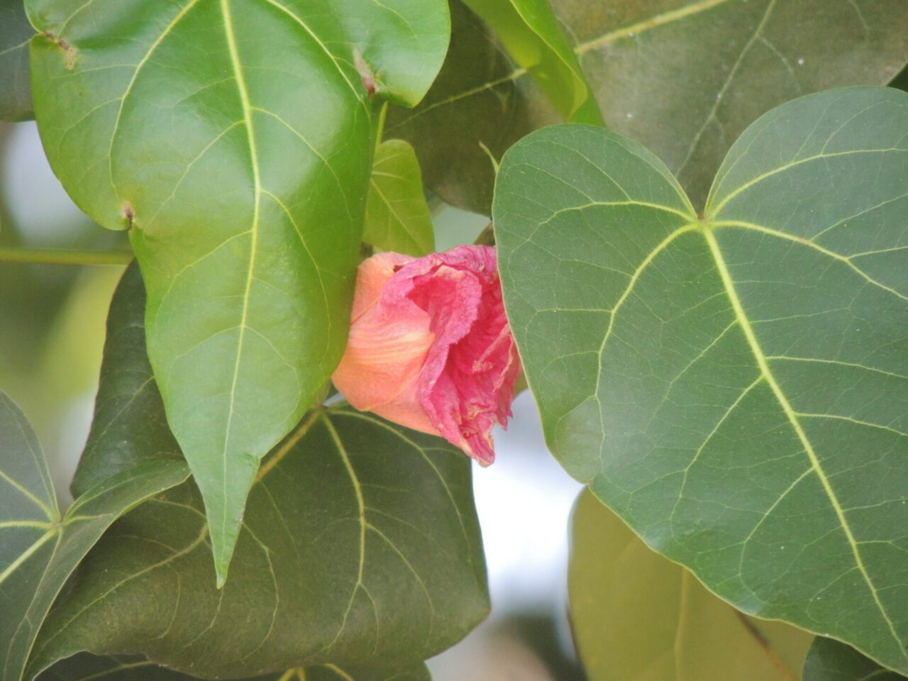 Clemón – Catálogo de Biodiversidad de Cartagena