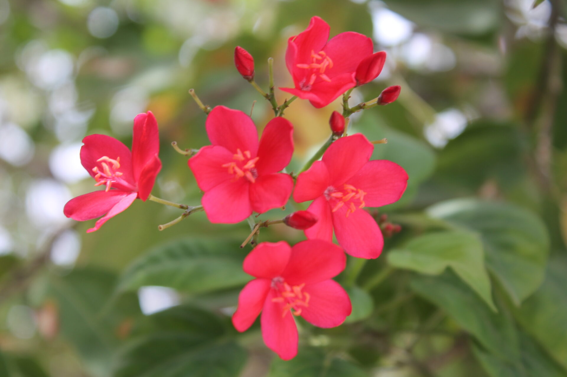 Robertico – Catálogo de Biodiversidad de Cartagena