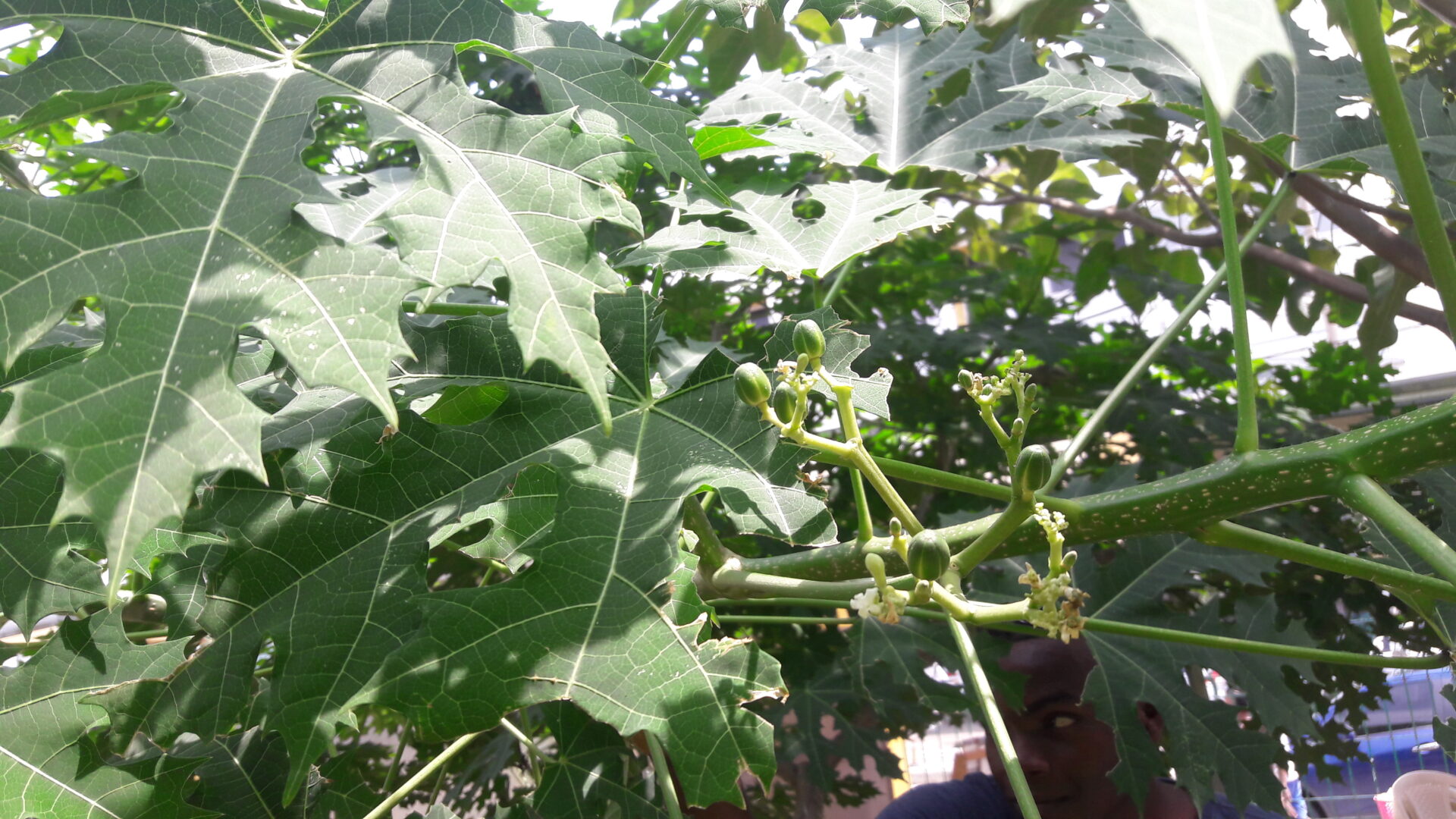 Papayo – Catálogo de Biodiversidad de Cartagena