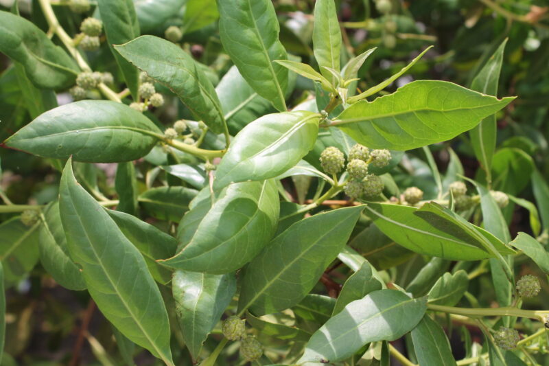 Mangle zaragoza – Catálogo de Biodiversidad de Cartagena