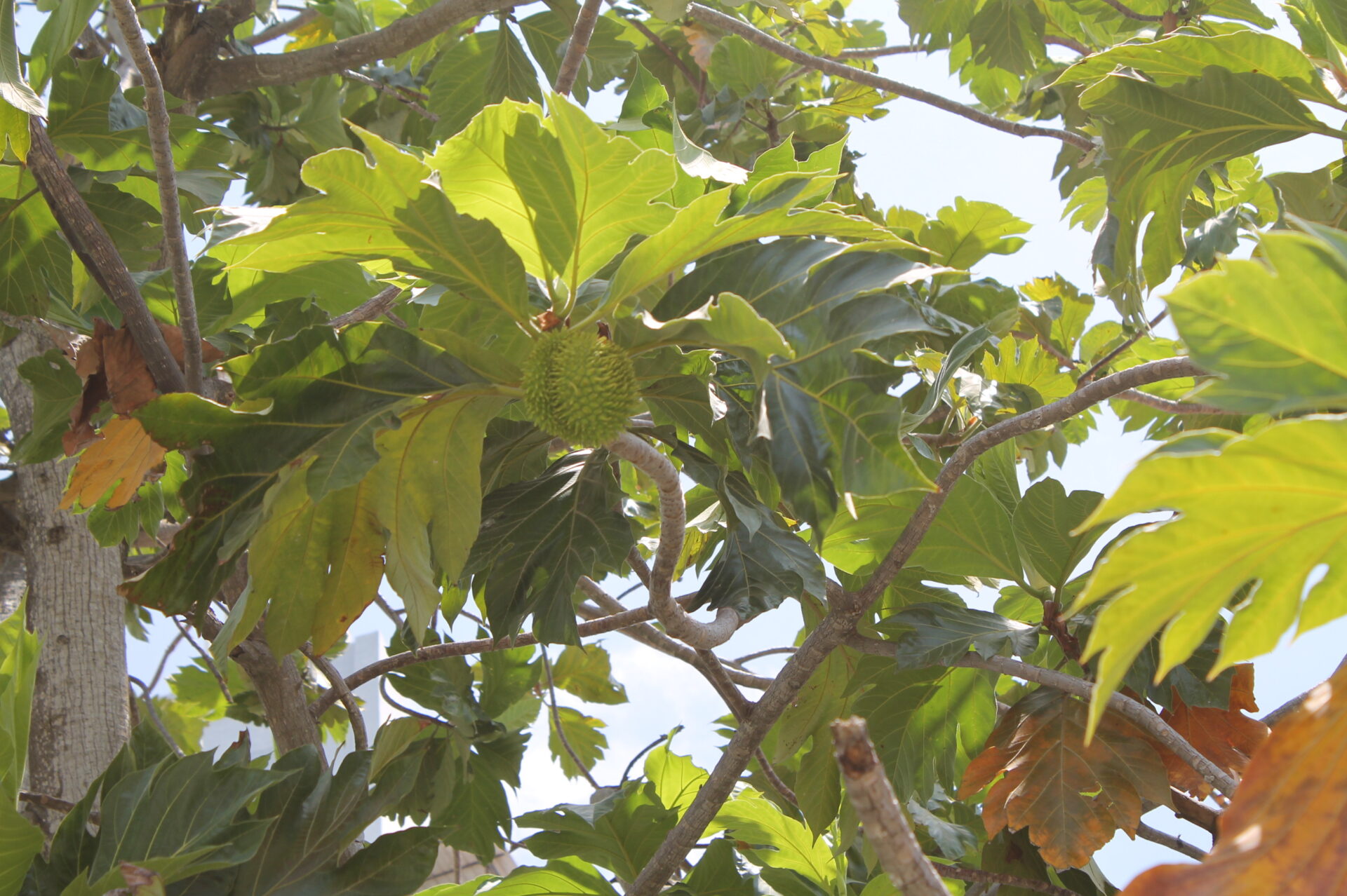 Árbol del Pan – Catálogo de Biodiversidad de Cartagena
