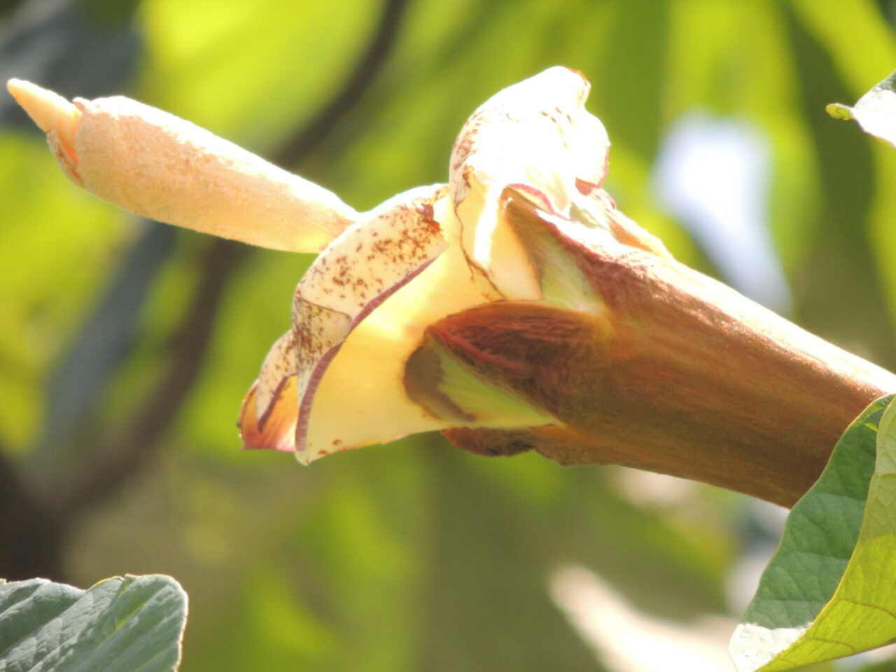 Balsa – Catálogo de Biodiversidad de Cartagena