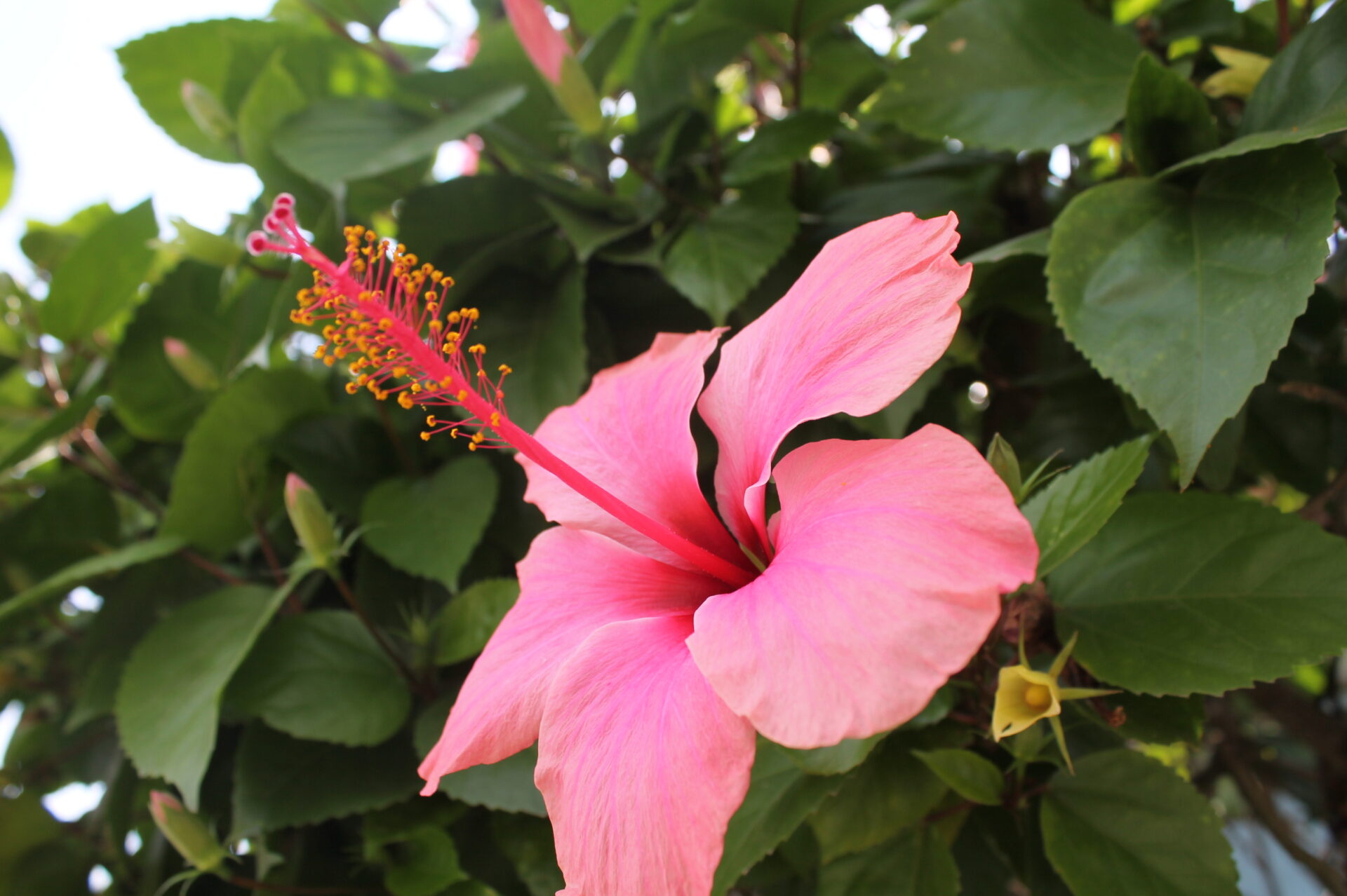 Bonche – Catálogo de Biodiversidad de Cartagena