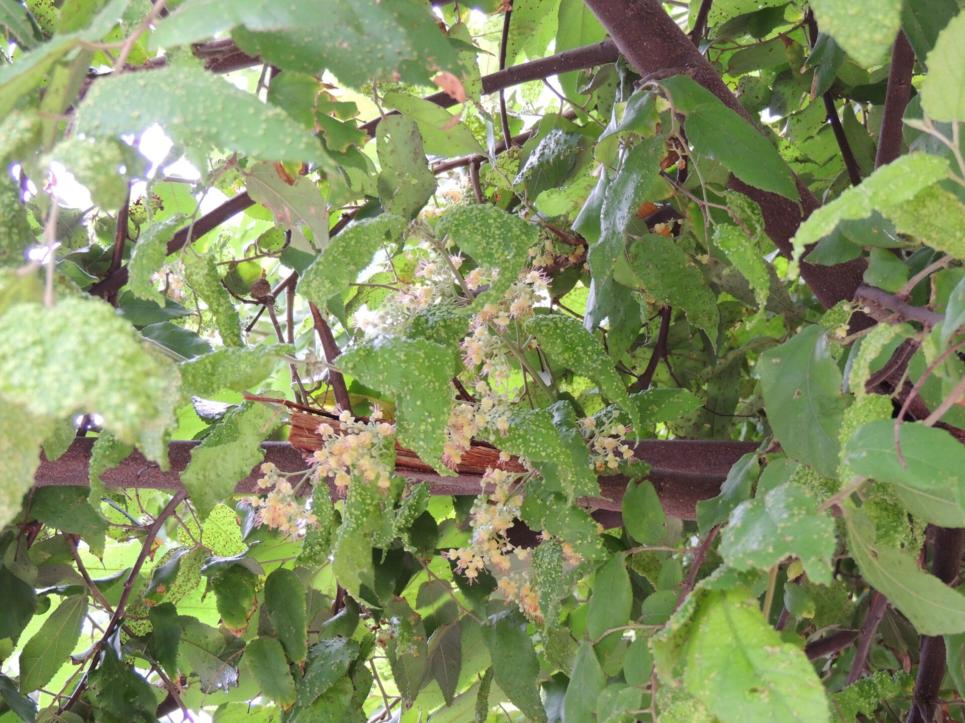 Guásimo – Catálogo de Biodiversidad de Cartagena