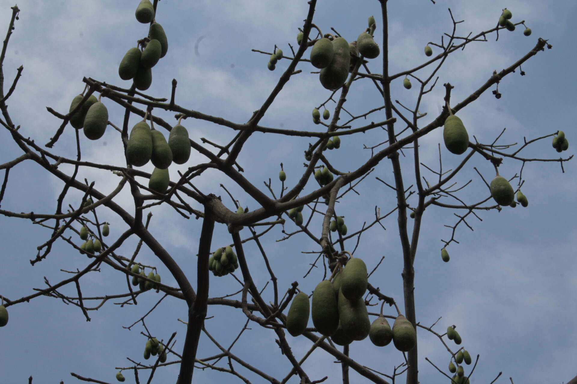 Ceiba bonga – Catálogo de Biodiversidad de Cartagena