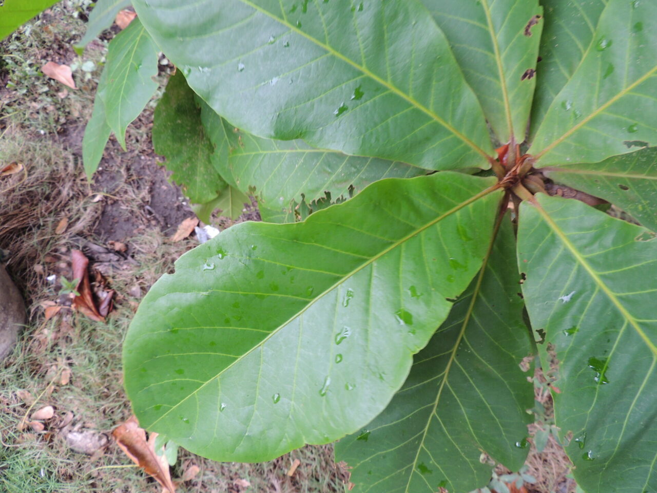 Almendro – Catálogo de Biodiversidad de Cartagena