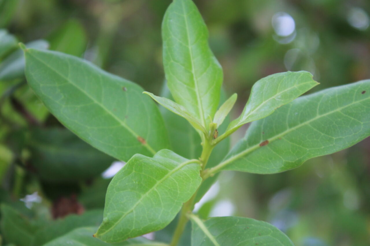 Mangle zaragoza – Catálogo de Biodiversidad de Cartagena