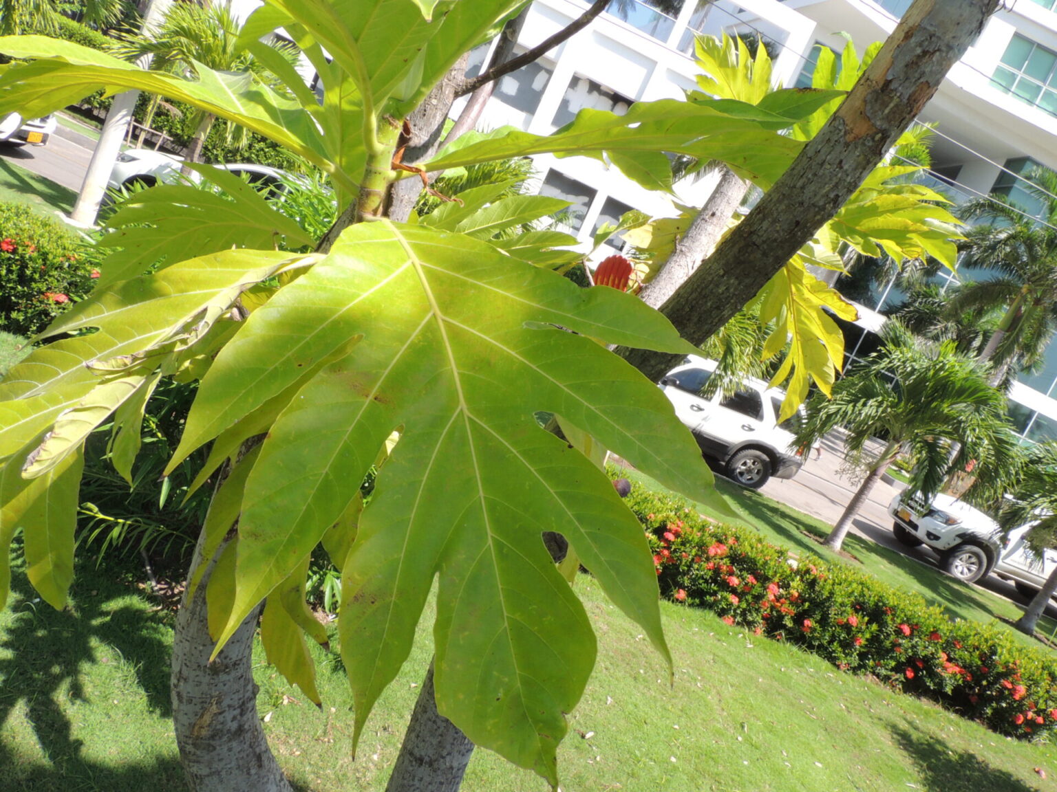 Árbol del Pan – Catálogo de Biodiversidad de Cartagena