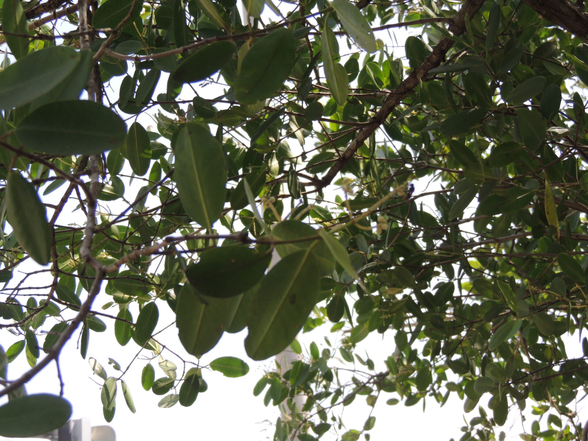 Mangle blanco – Catálogo de Biodiversidad de Cartagena