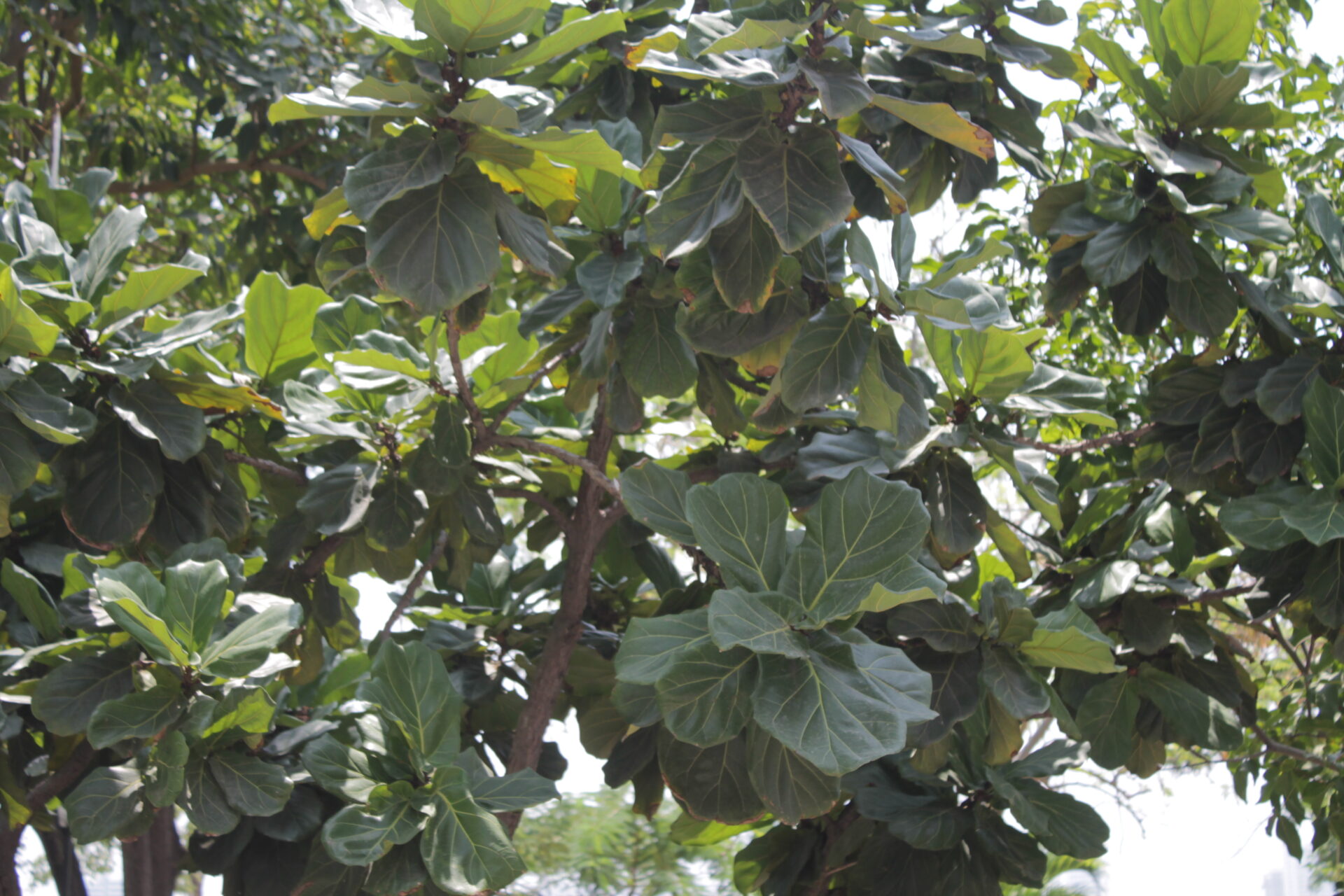 Caucho hoja grande – Catálogo de Biodiversidad de Cartagena