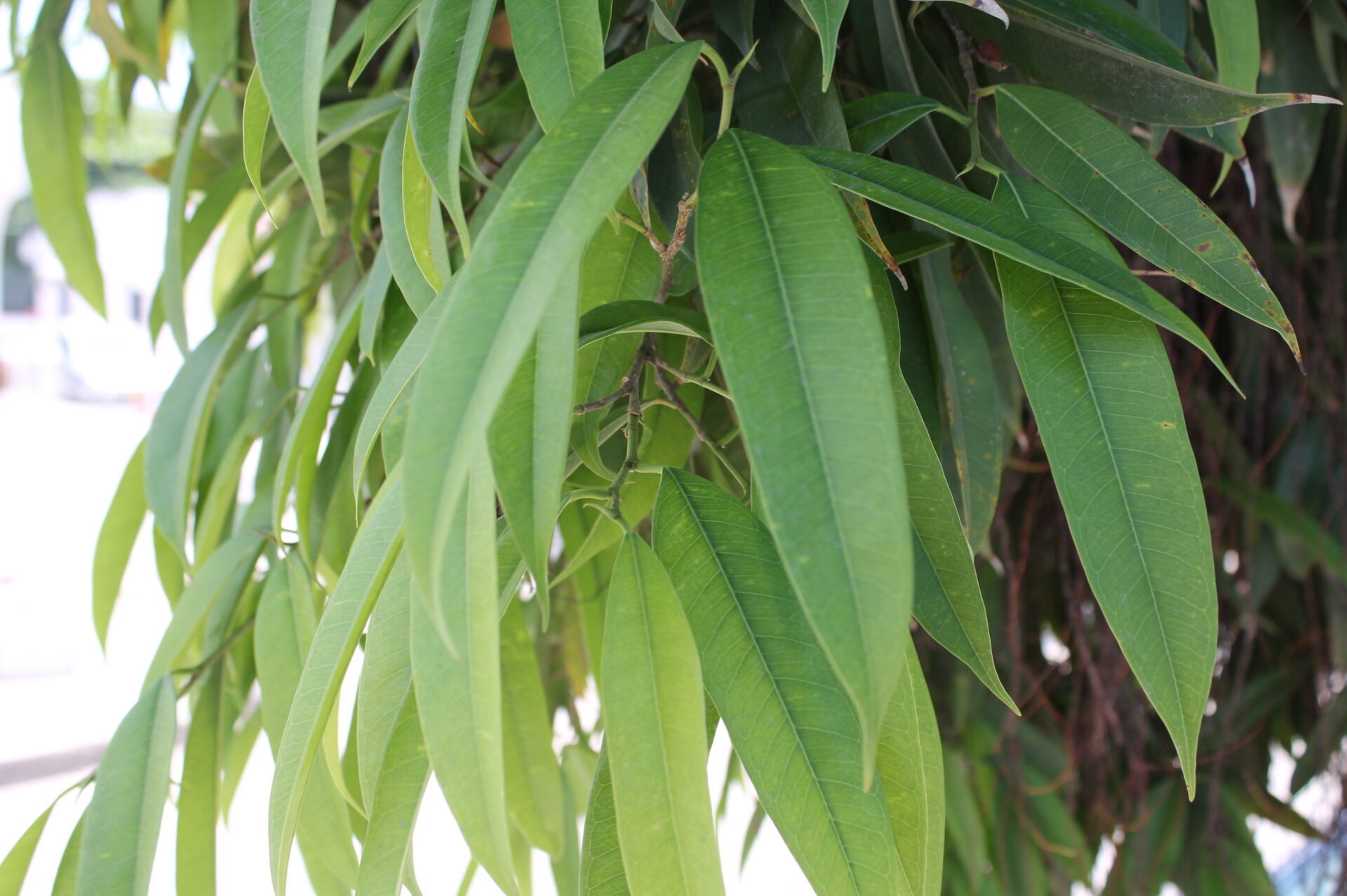 Caucho de hoja angosta – Catálogo de Biodiversidad de Cartagena