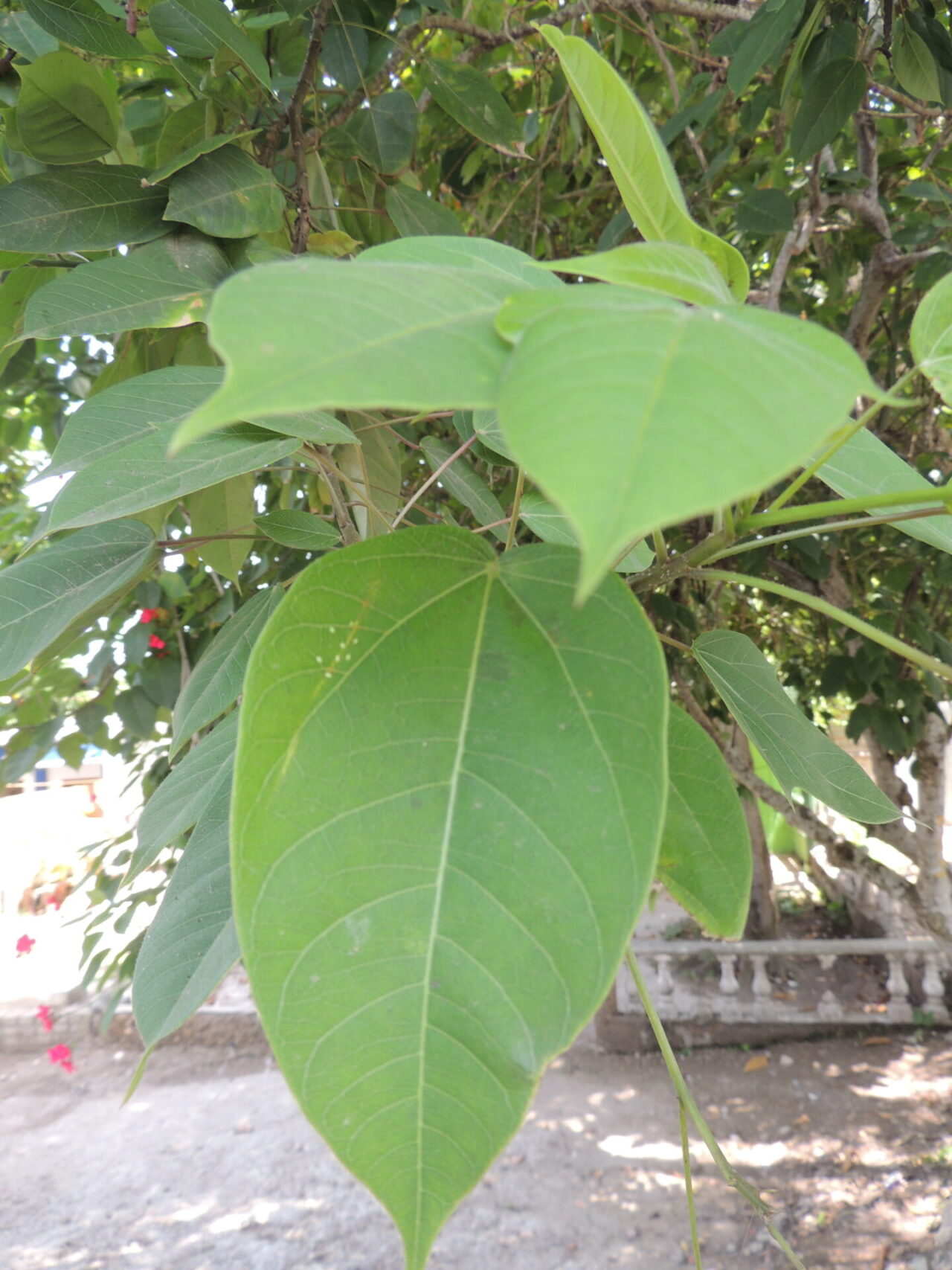 Robertico – Catálogo de Biodiversidad de Cartagena