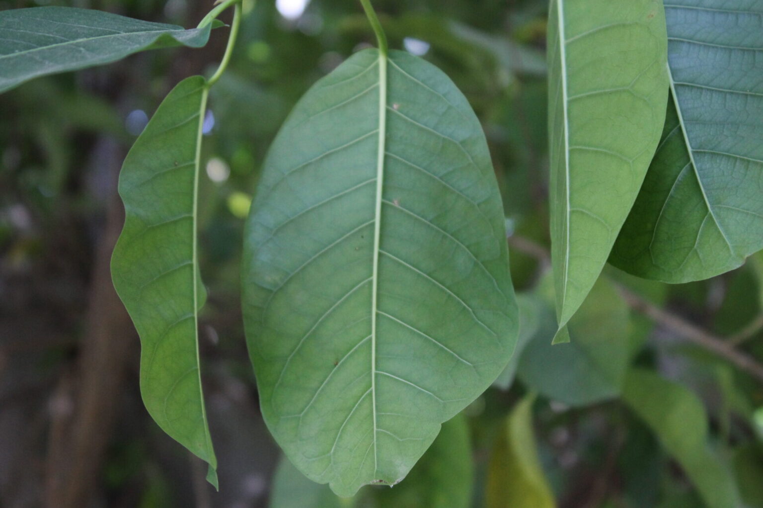 Higuerón – Catálogo de Biodiversidad de Cartagena