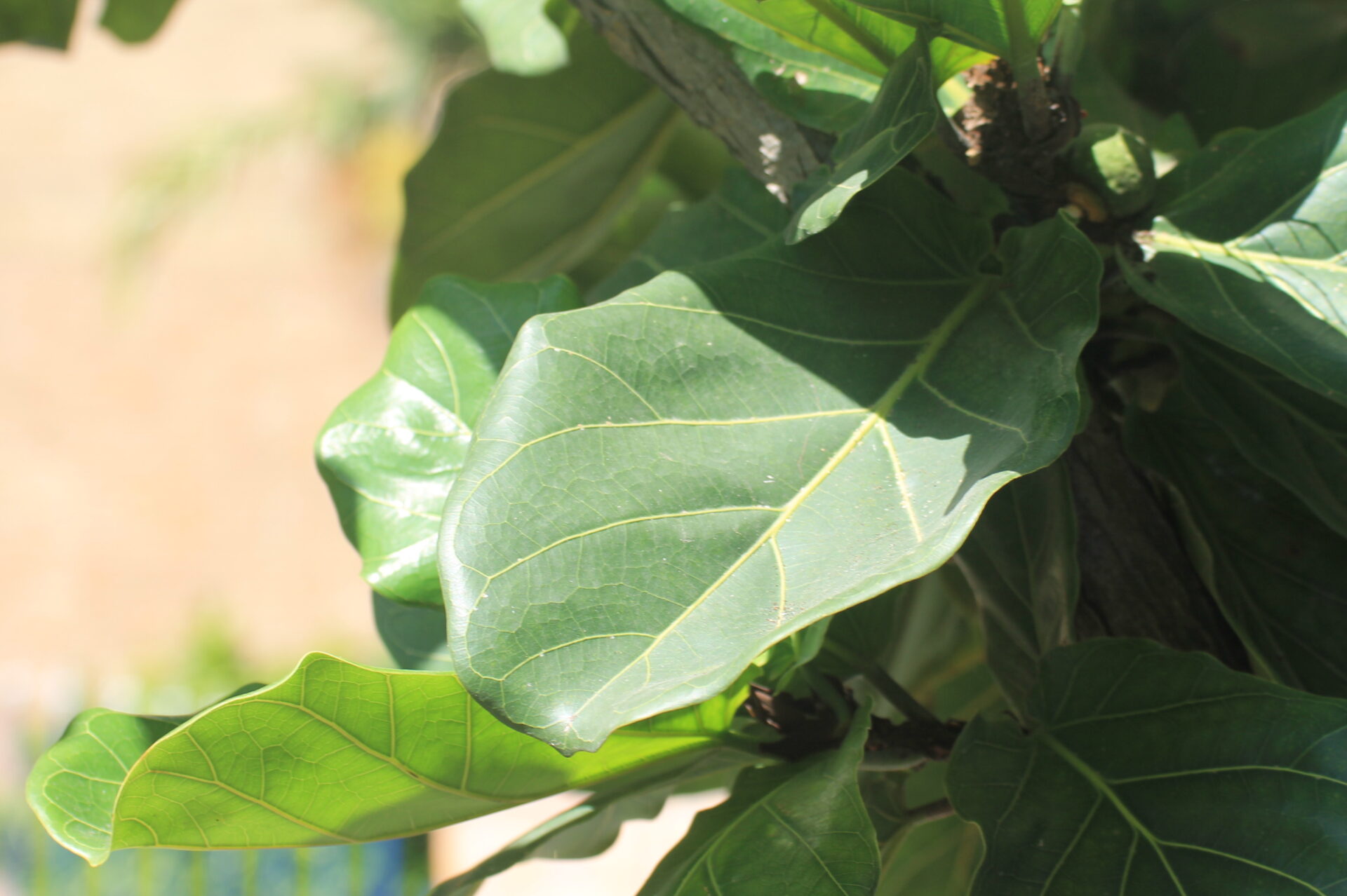 Caucho hoja grande – Catálogo de Biodiversidad de Cartagena