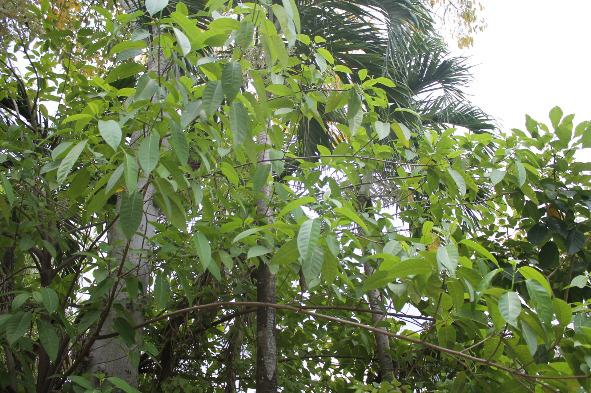 Matapalo – Catálogo de Biodiversidad de Cartagena