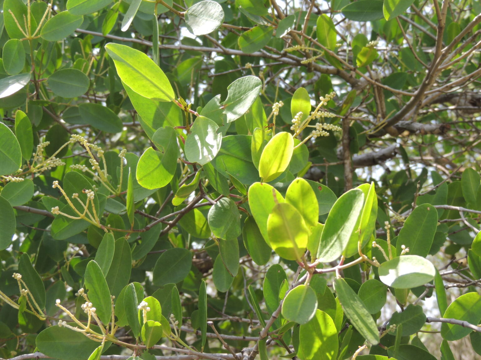Mangle blanco – Catálogo de Biodiversidad de Cartagena