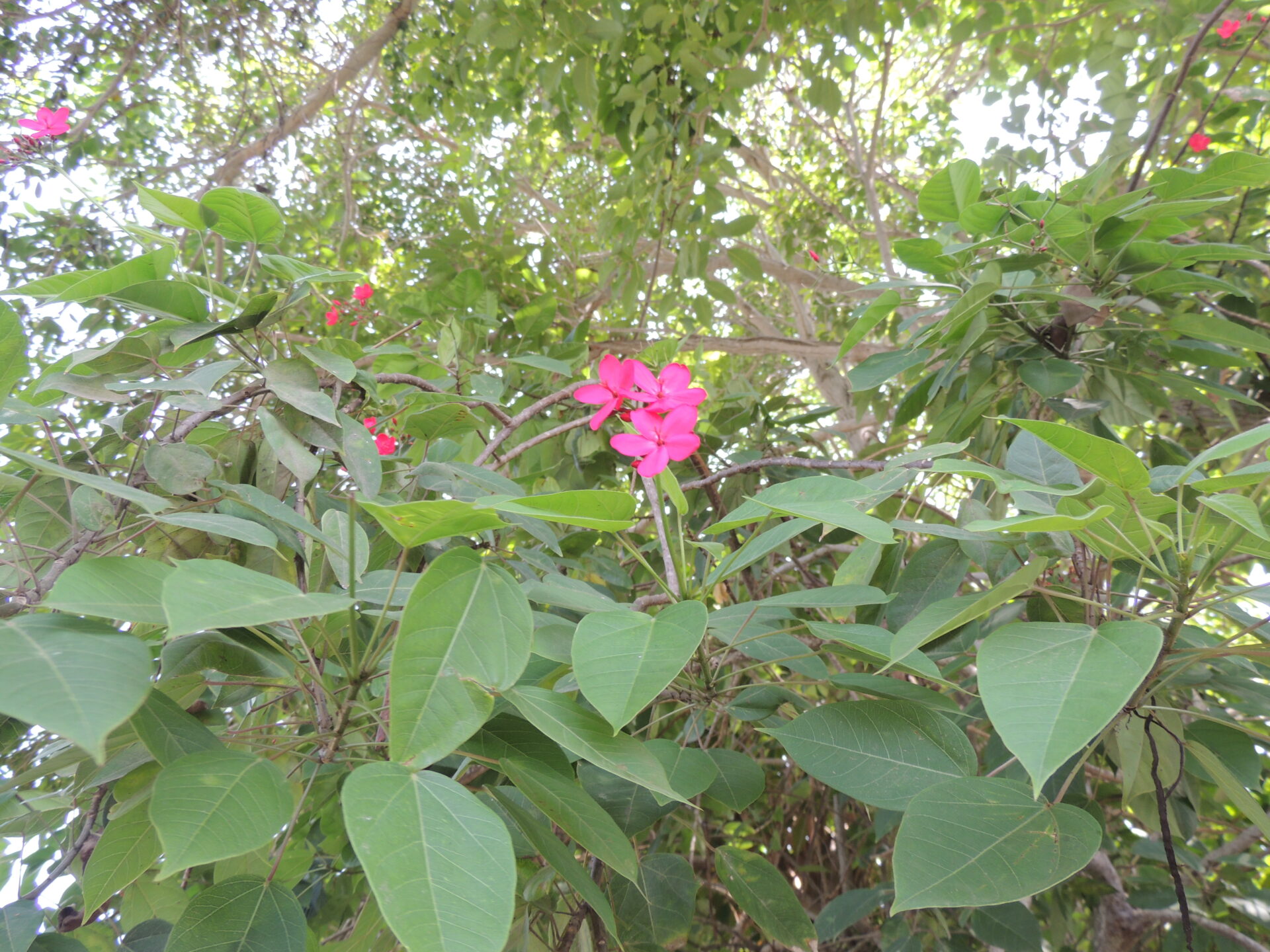 Robertico – Catálogo de Biodiversidad de Cartagena