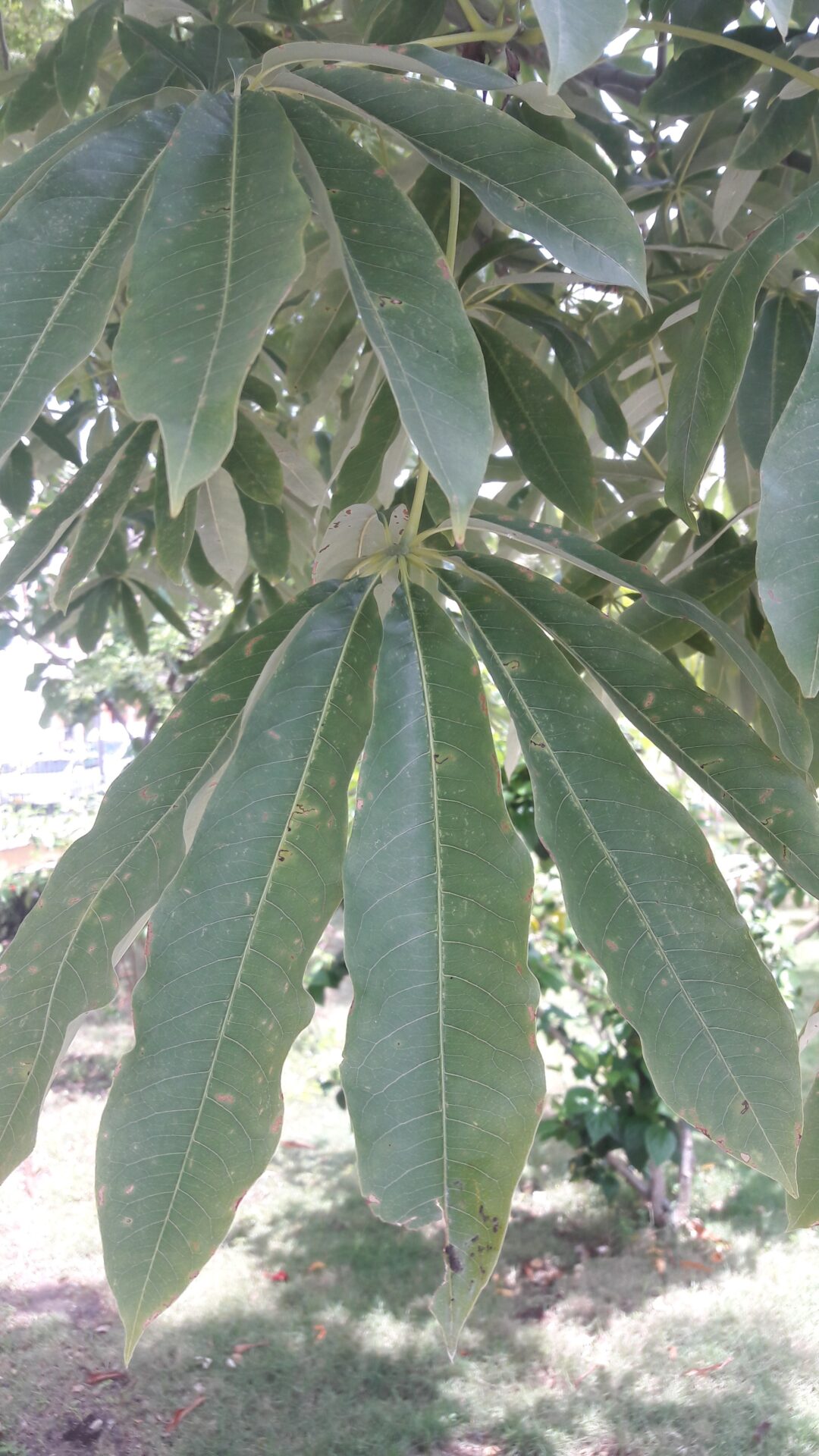 Ceiba bonga – Catálogo de Biodiversidad de Cartagena