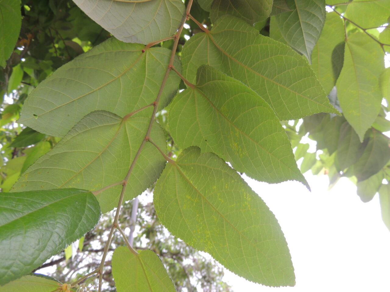 Guásimo – Catálogo de Biodiversidad de Cartagena