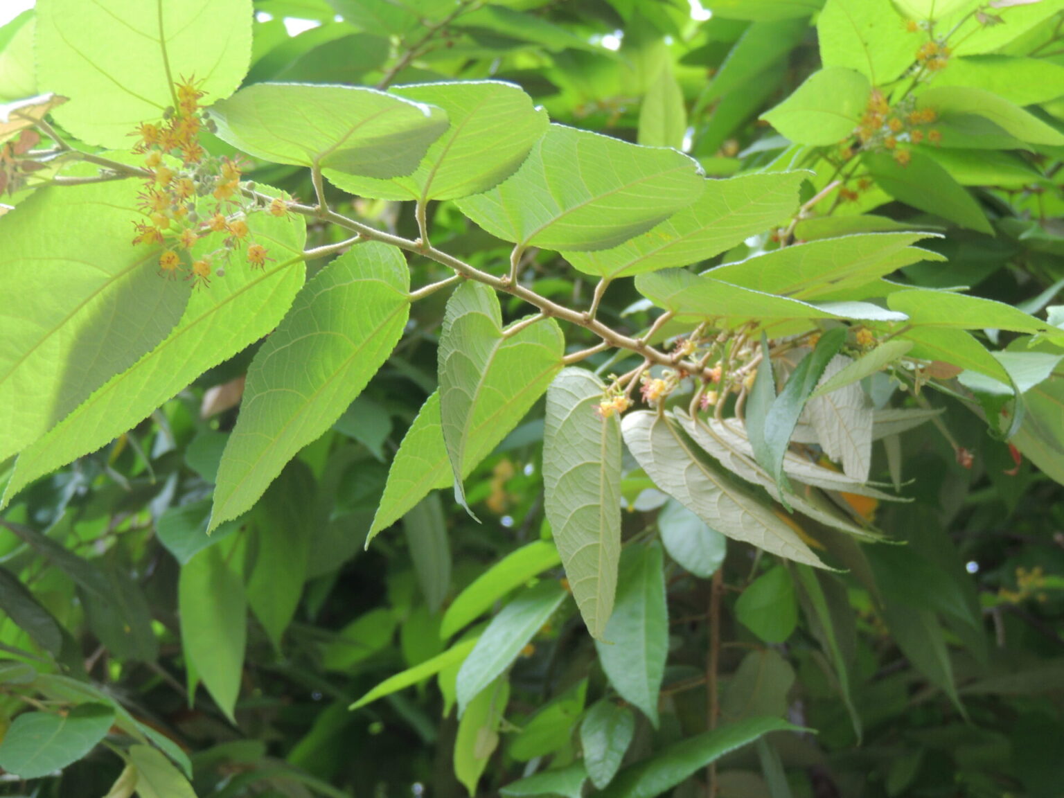 Guásimo – Catálogo de Biodiversidad de Cartagena