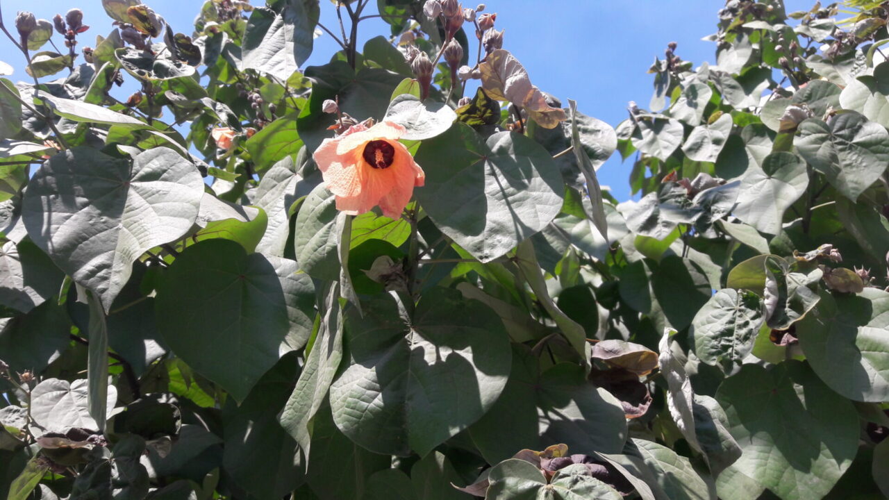 Majagua – Catálogo de Biodiversidad de Cartagena