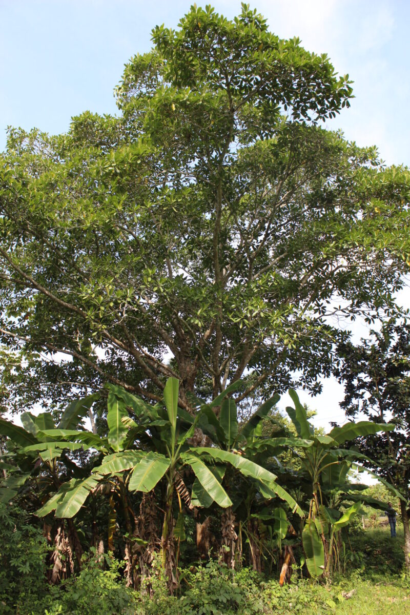 Higuerón – Catálogo de Biodiversidad de Cartagena