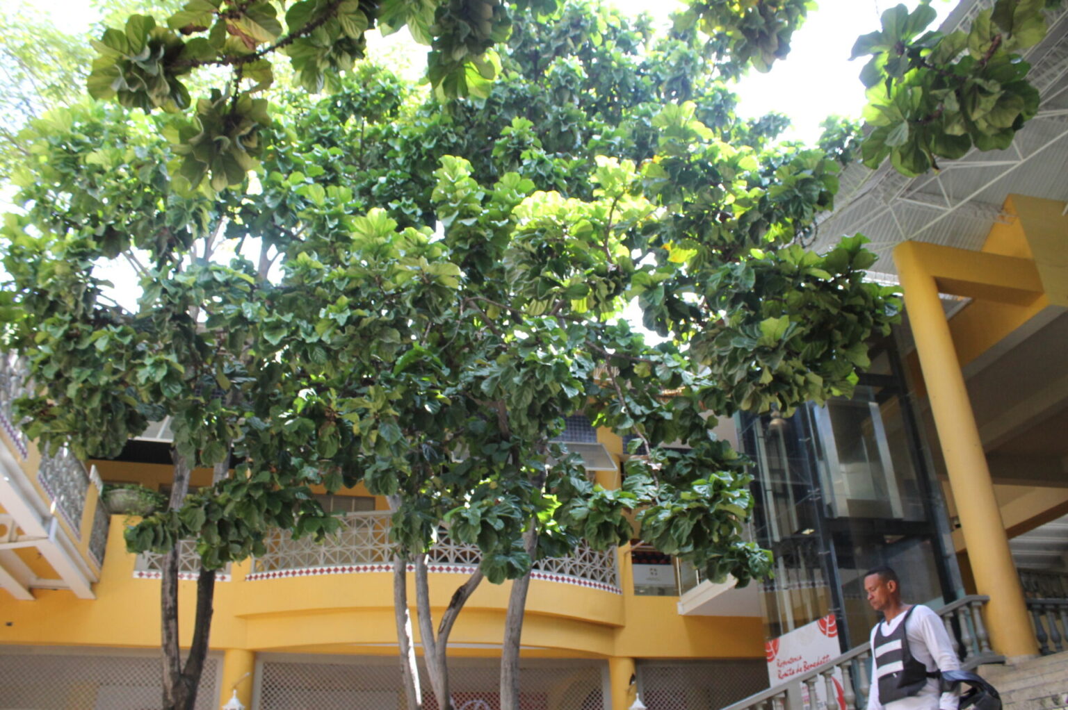 Caucho hoja grande – Catálogo de Biodiversidad de Cartagena