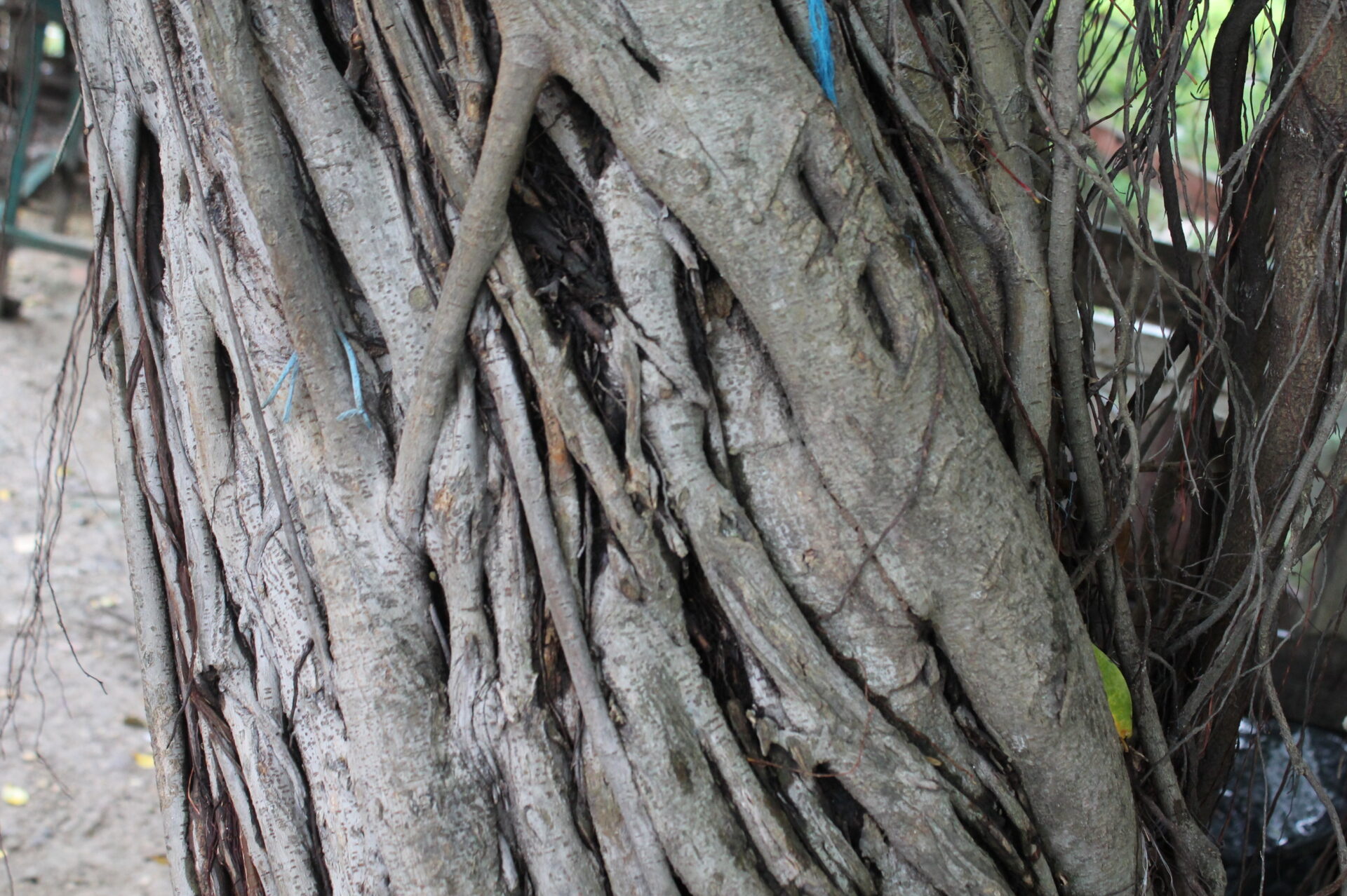 Laurel – Catálogo de Biodiversidad de Cartagena