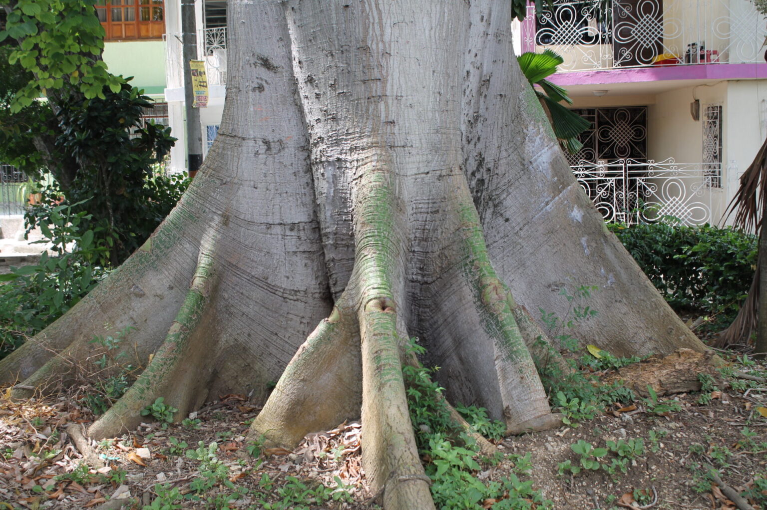 Ceiba bonga – Catálogo de Biodiversidad de Cartagena