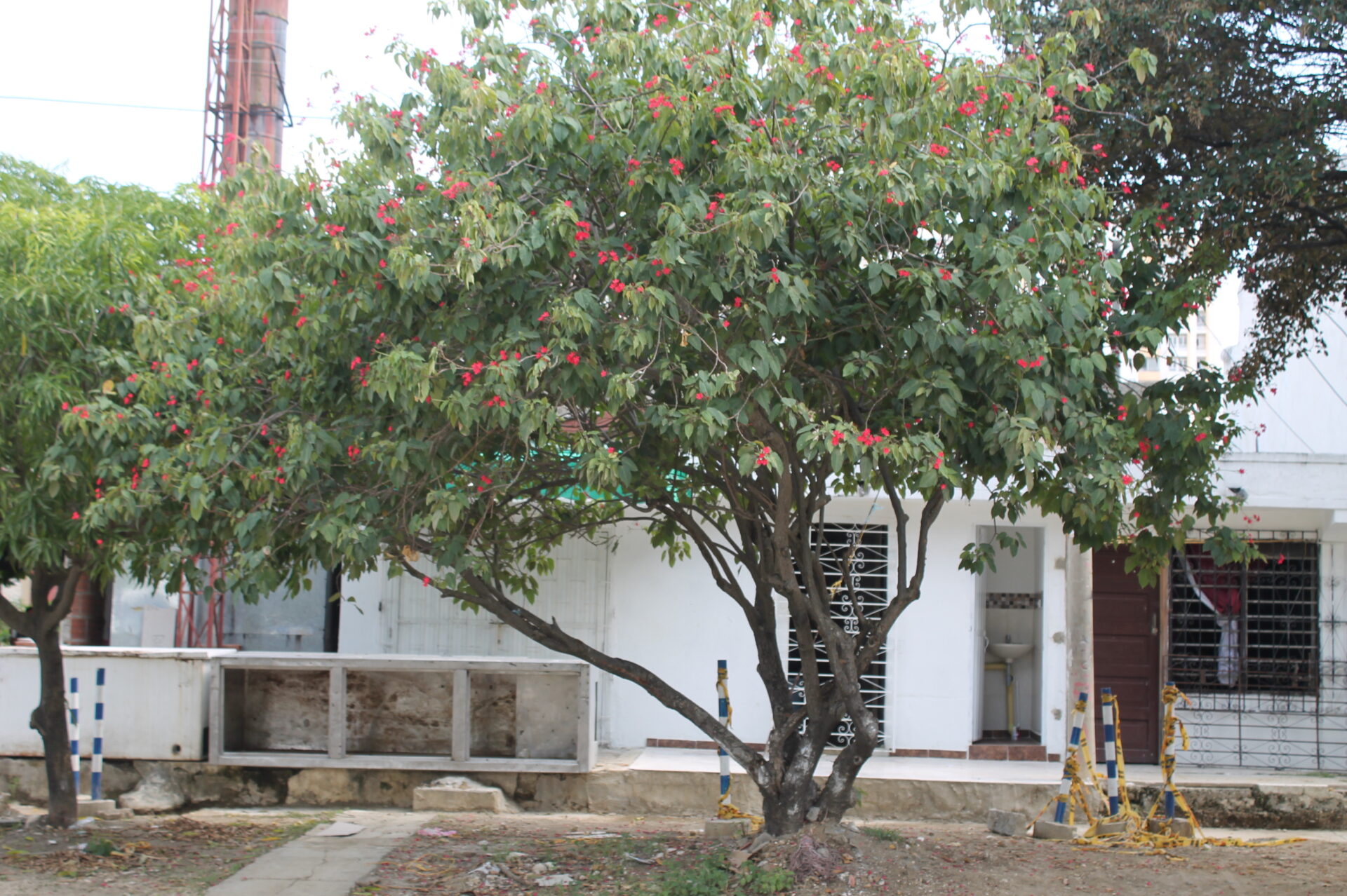 Robertico – Catálogo de Biodiversidad de Cartagena