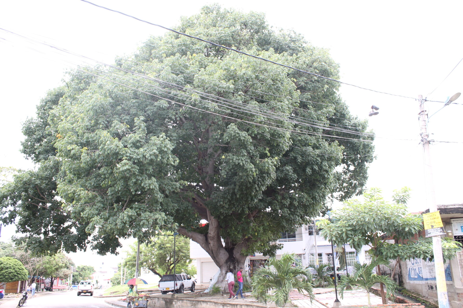 Ceiba bonga – Catálogo de Biodiversidad de Cartagena