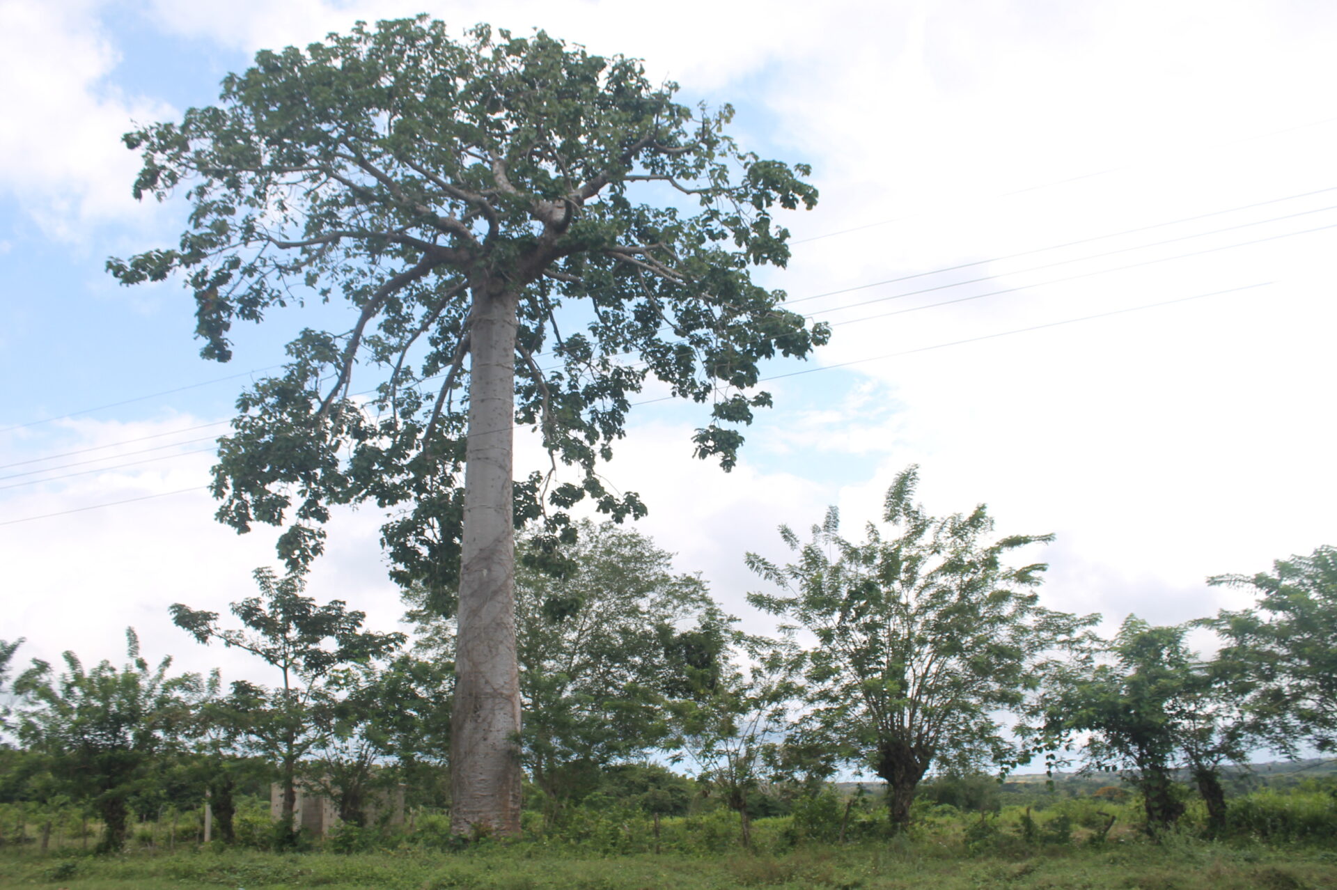 Macondo – Catálogo de Biodiversidad de Cartagena