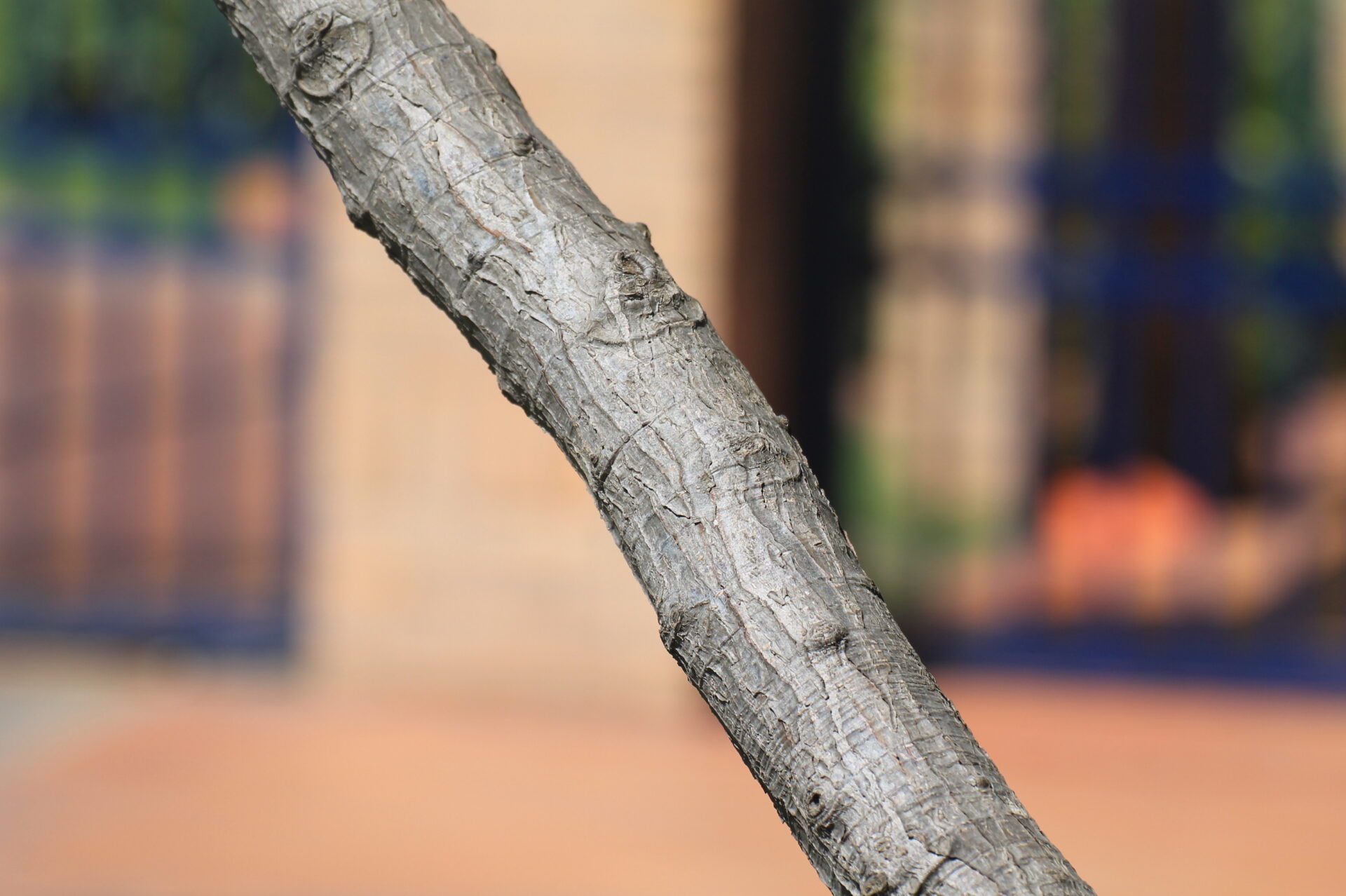Caucho hoja grande – Catálogo de Biodiversidad de Cartagena
