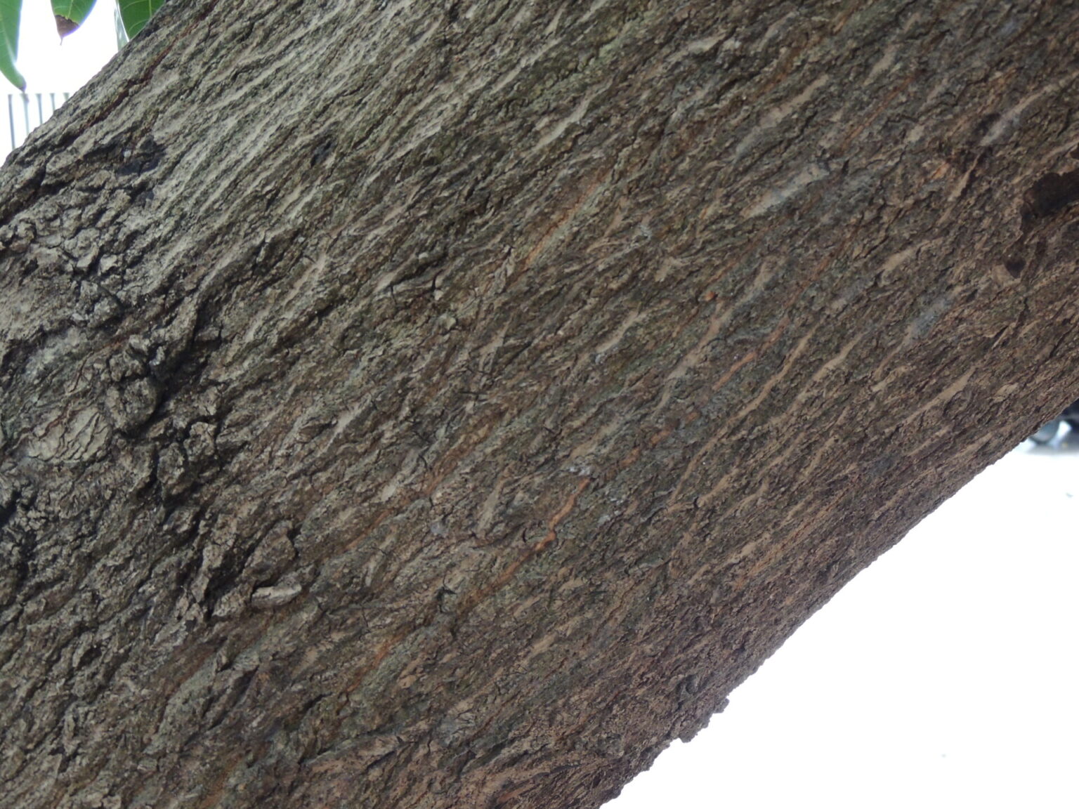 Laurel – Catálogo de Biodiversidad de Cartagena