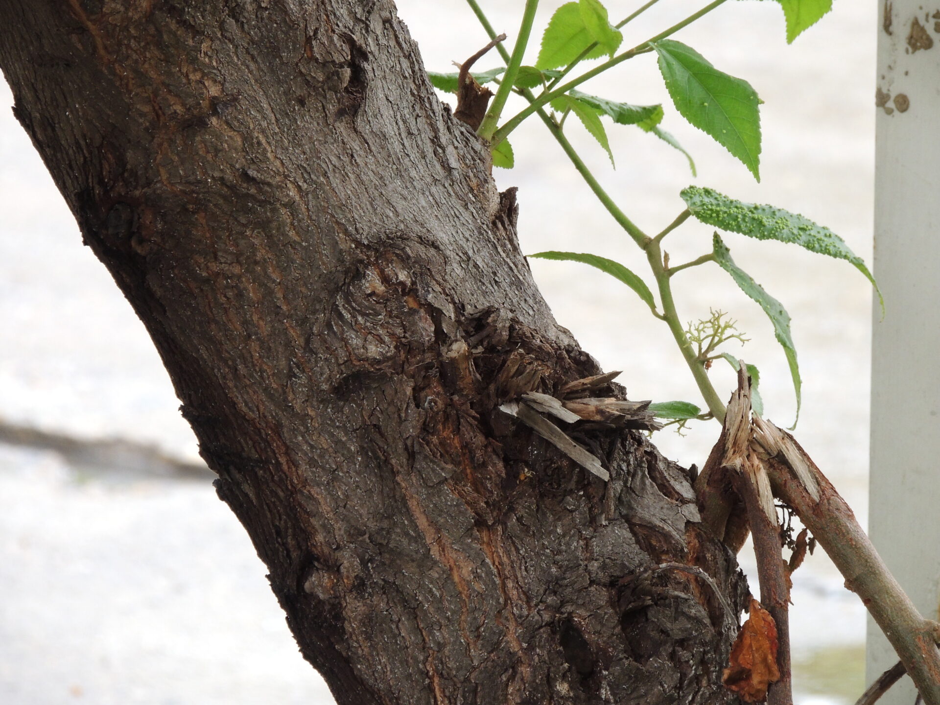 Guásimo – Catálogo de Biodiversidad de Cartagena