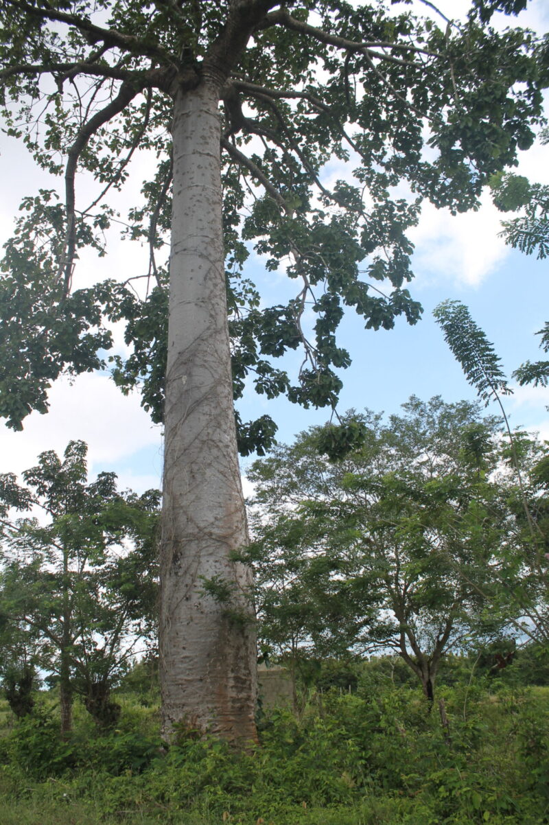 Macondo – Catálogo de Biodiversidad de Cartagena